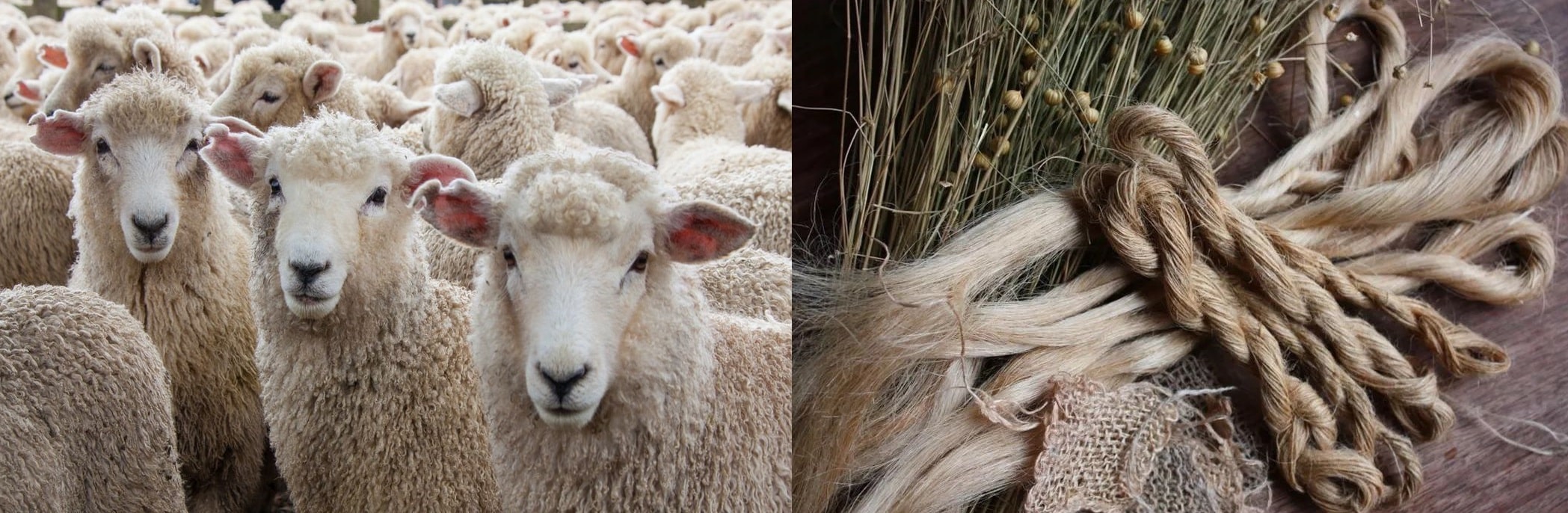 Collage featuring a sheep and raw linen fibers | Michael Andrews ...